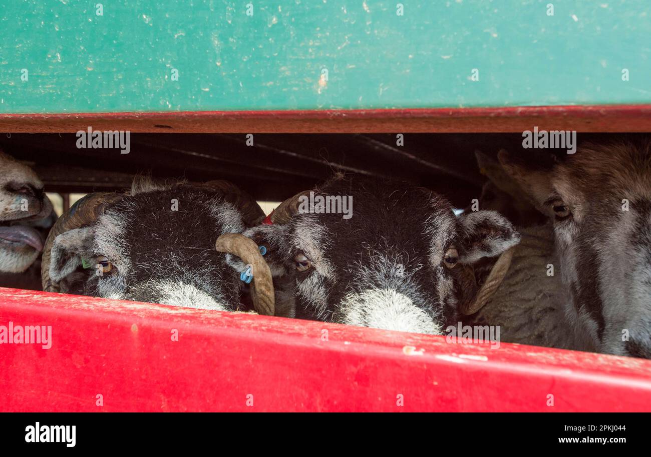 Sheep farming, Swaledale ewes looking out from livestock trailer ...