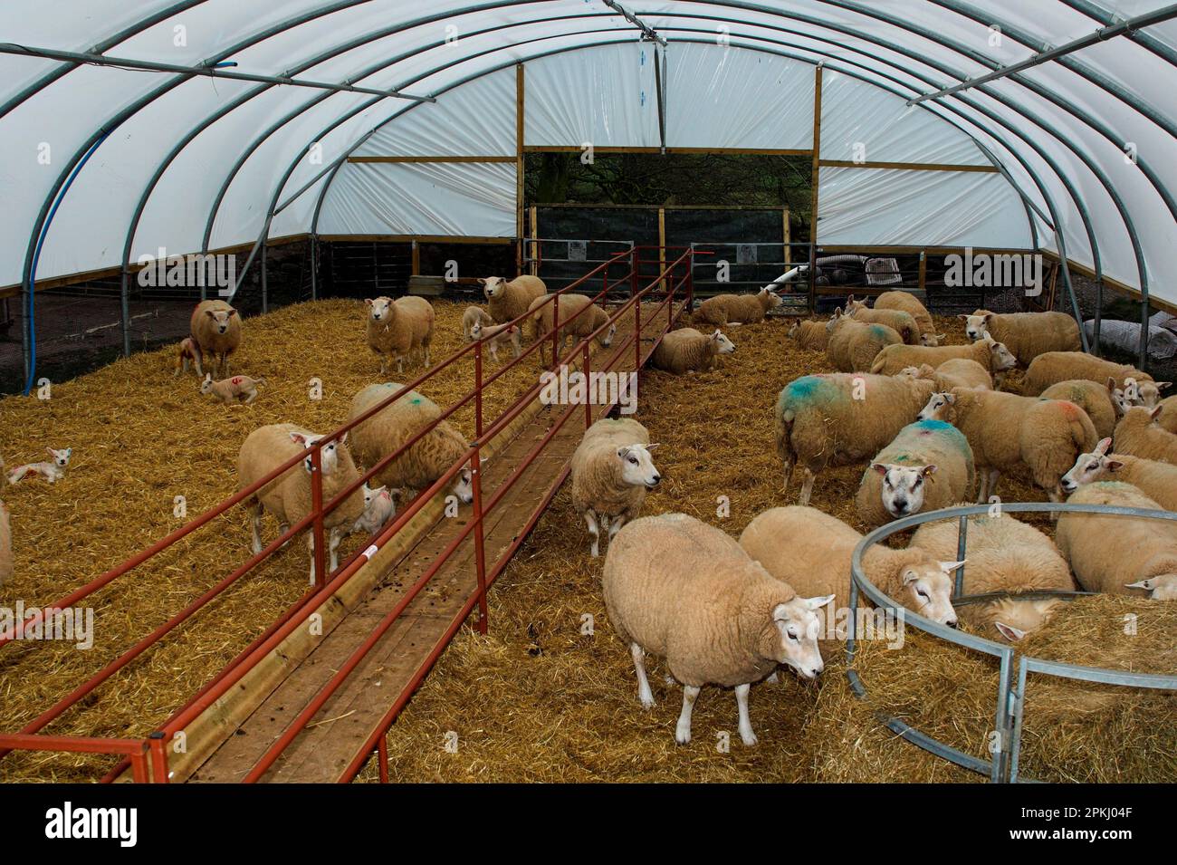 Domestic Sheep, ewes in polytunnel during lambing, England, United ...