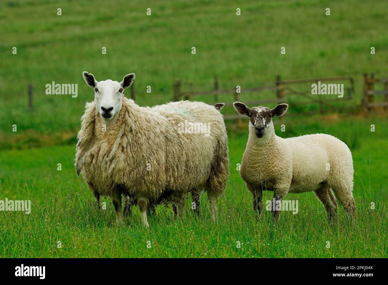 Domestic Sheep, Crossbred Cheviot mule ewe, with Suffolk sired lambs ...