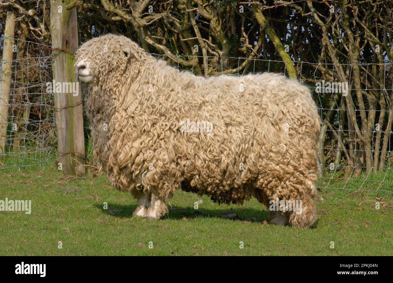 Devon and cornwall breed hi-res stock photography and images - Alamy