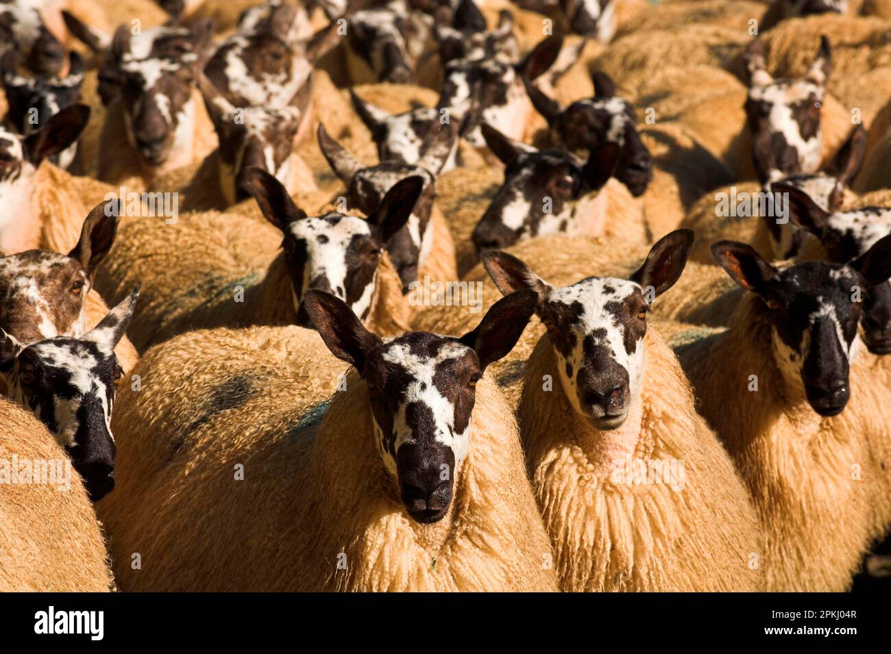 Domestic Sheep, Welsh mule gimmers (Blue-faced Leicester ram x Beulah ...
