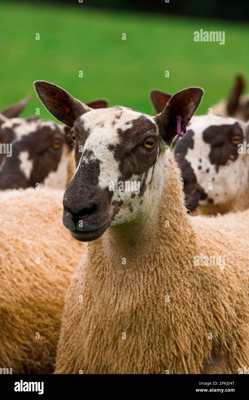 Domestic Sheep, Welsh mule gimmer, Beulah ewe x Blue-faced Leicester ...