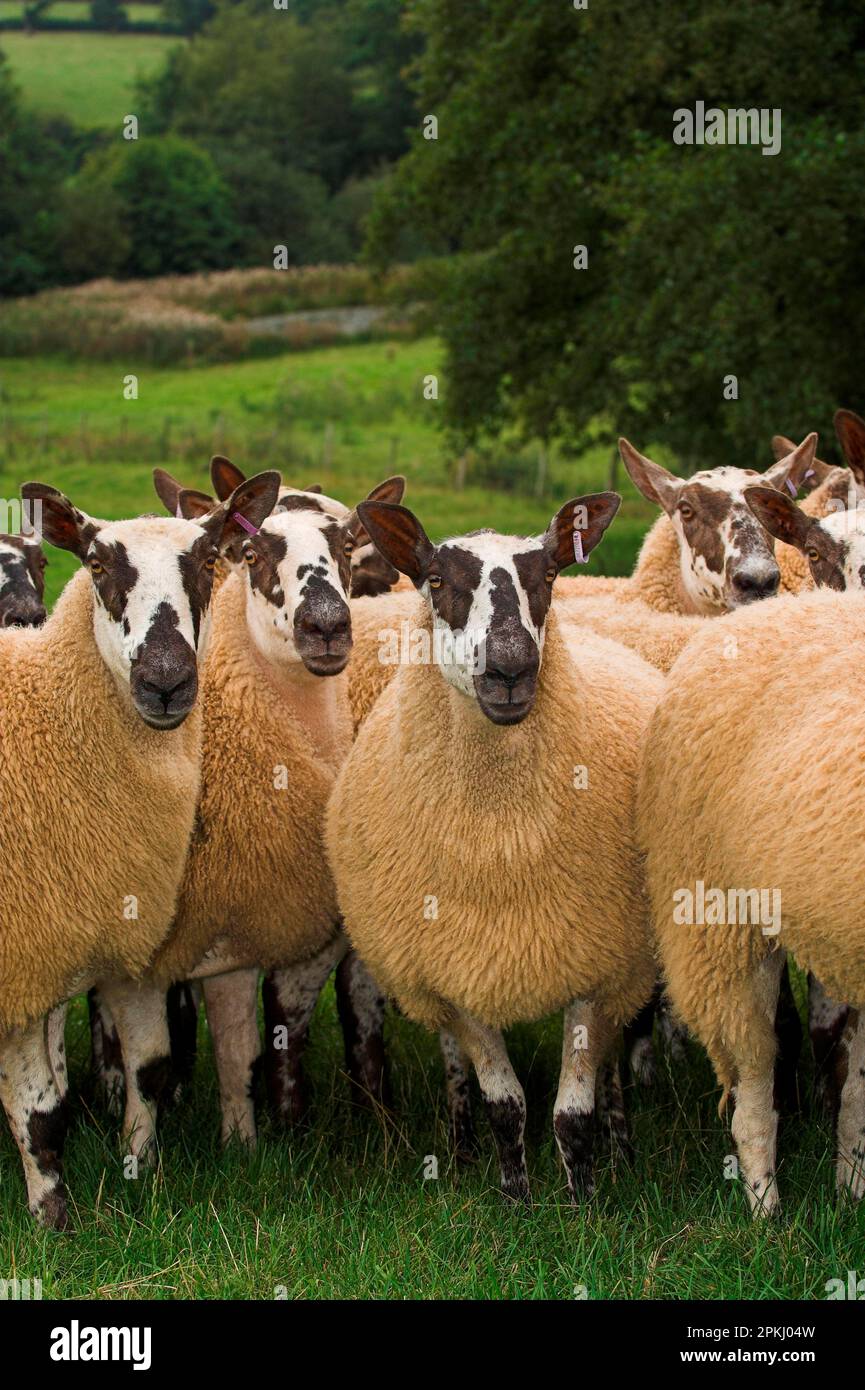 Female ewe ram hi-res stock photography and images - Alamy