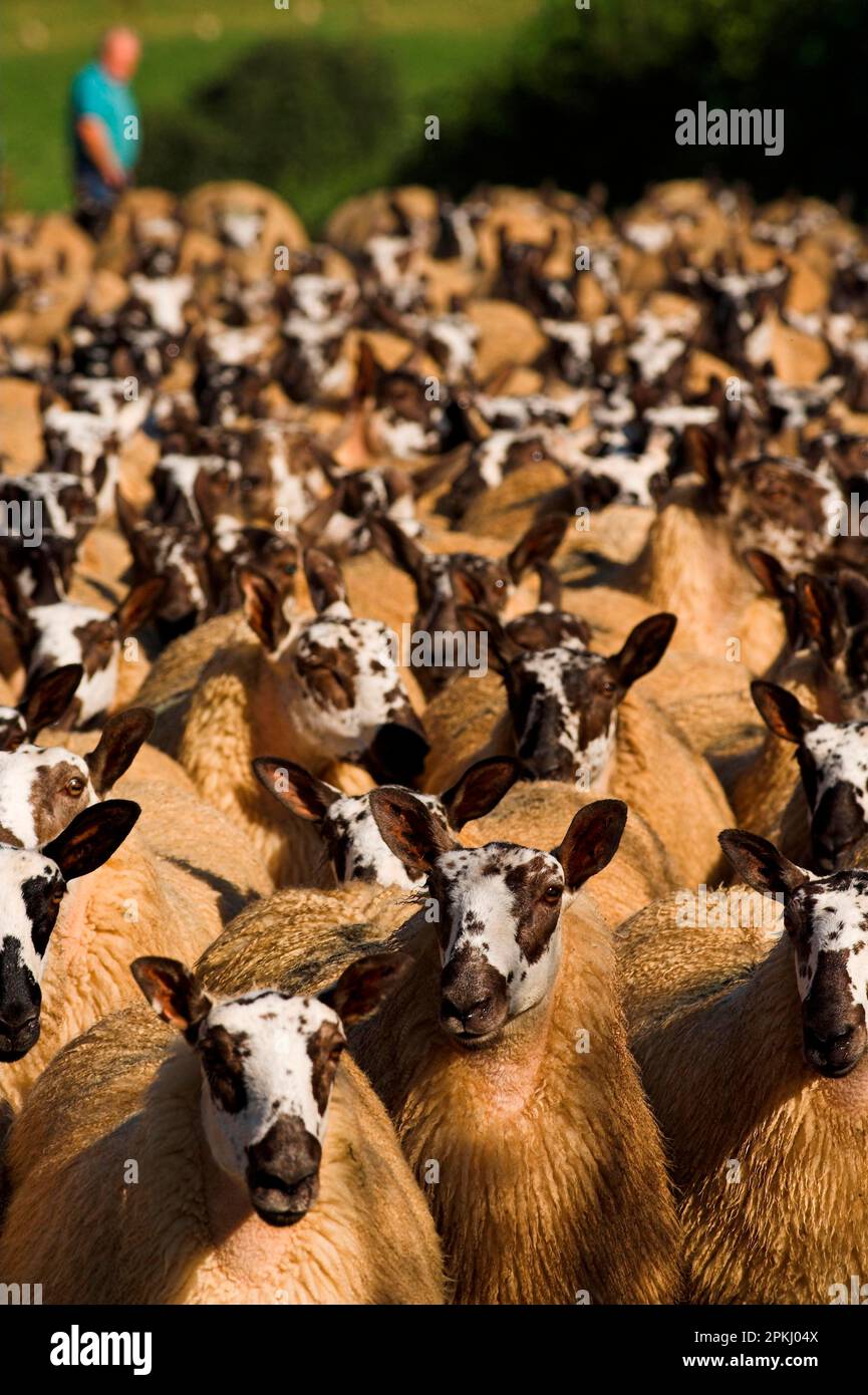 Domestic Sheep, Welsh mule gimmers (Blue-faced Leicester ram x Beulah ...