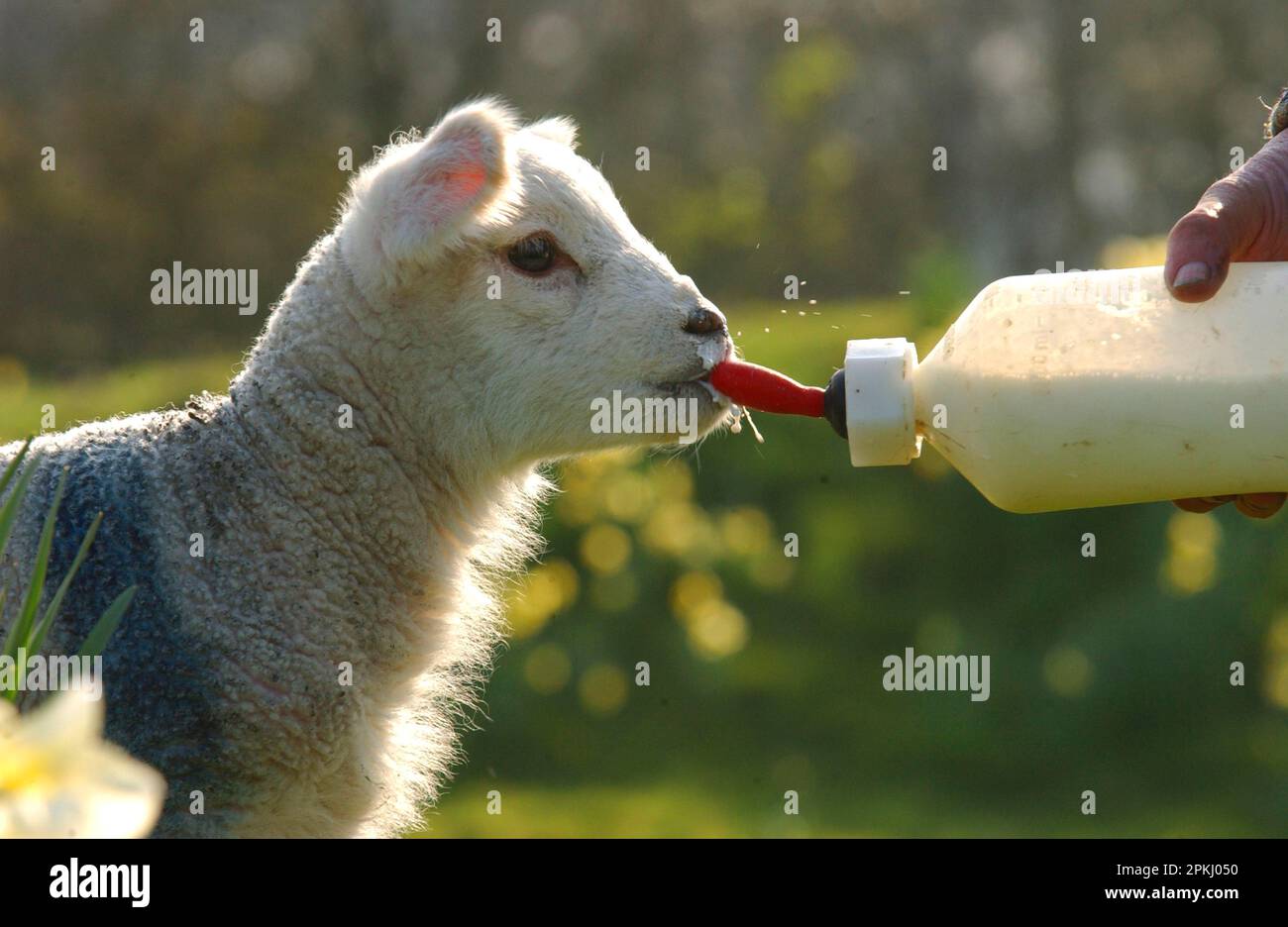 Domestic Sheep, orphan lamb, feeding from bottle of milk, England ...