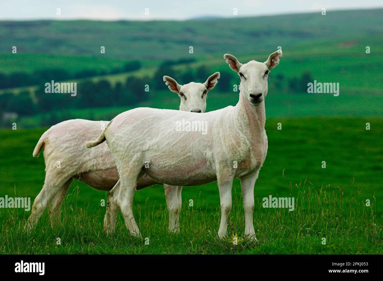 Domestic Sheep, Crossbred Cheviot mule ewes, newly clipped, Hawick ...