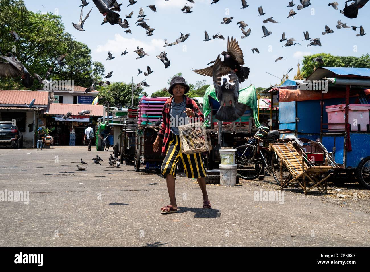 National bird of myanmar hi-res stock photography and images - Alamy