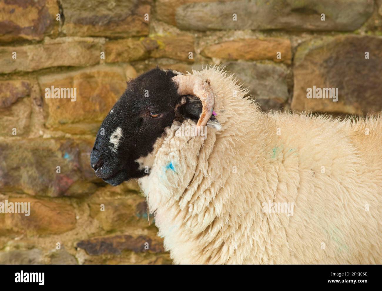 Long sheep hi-res stock photography and images - Alamy
