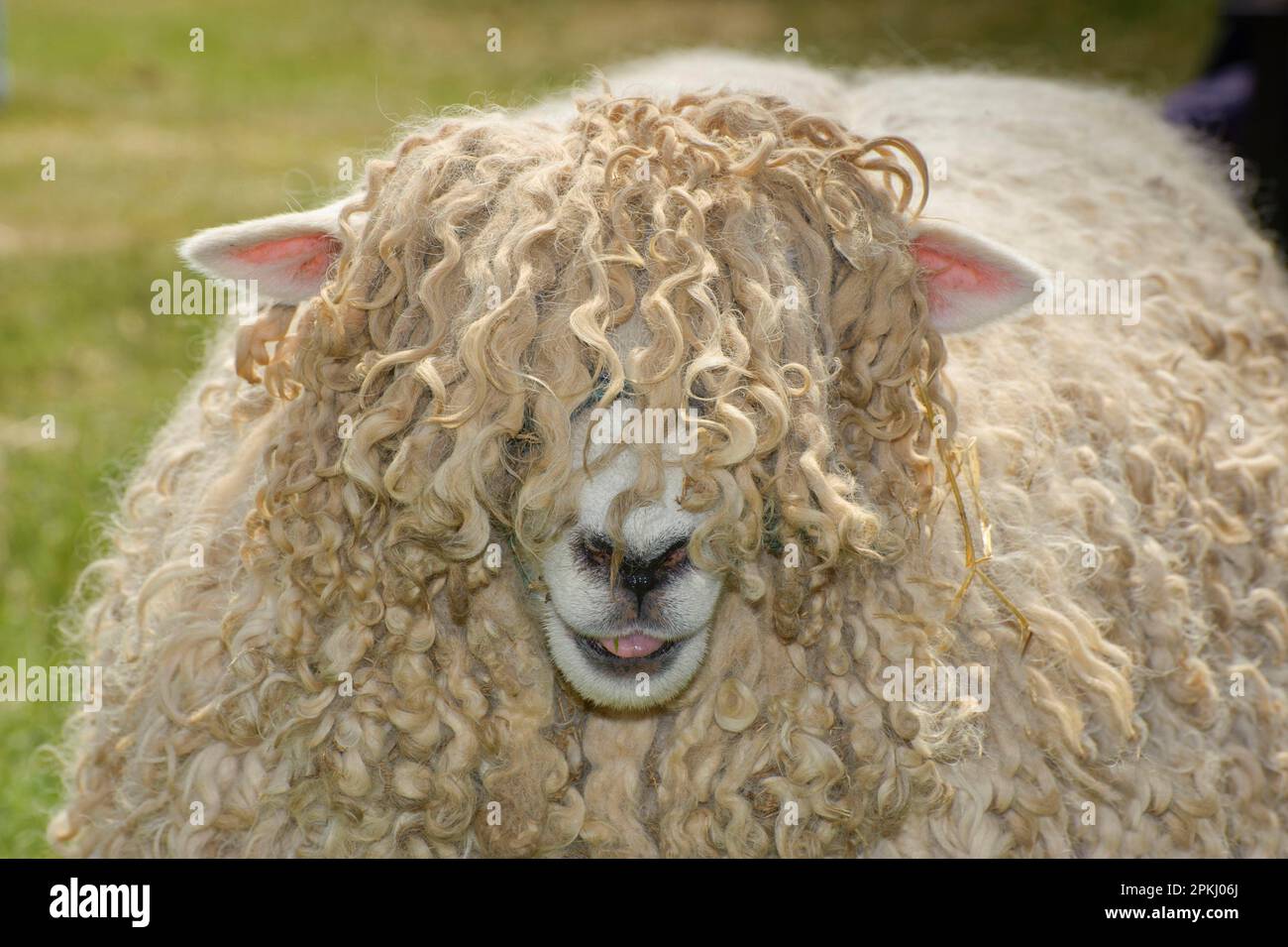 Domestic Sheep, Devon and Cornwall Longwool ram, close-up of head ...