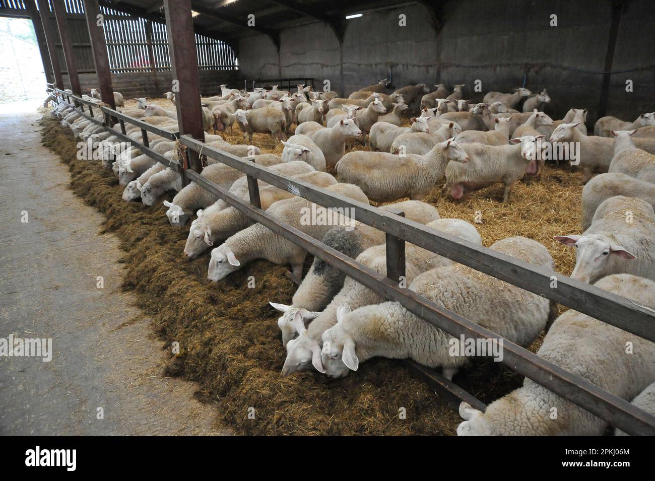 Domestic Sheep, Friesland ewes, dairy flock feeding in shed, Chipping ...
