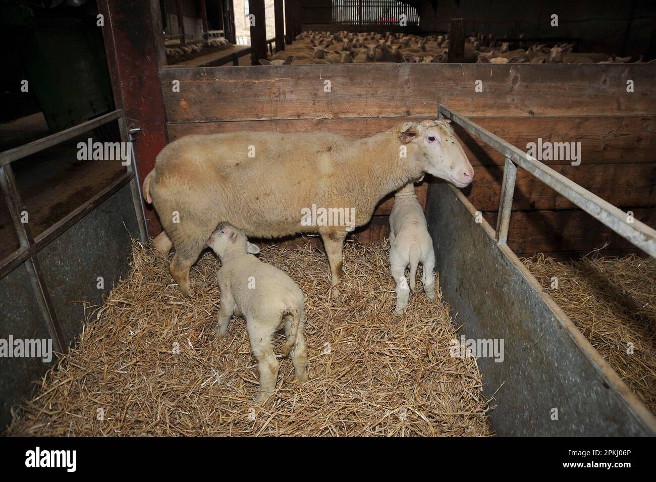 Domestic Sheep, Friesland ewe with twin lambs, in shed, Chipping ...