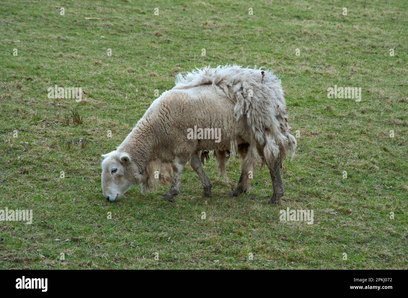 Sheep losing wool hi-res stock photography and images - Alamy