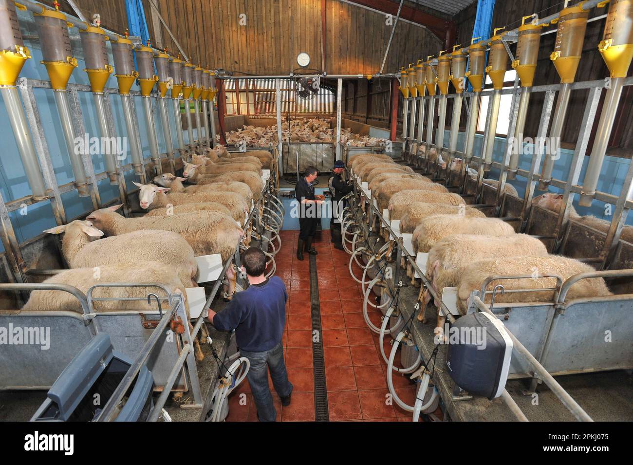 Domestic Sheep, Friesland ewes, flock being milked in milking parlour ...