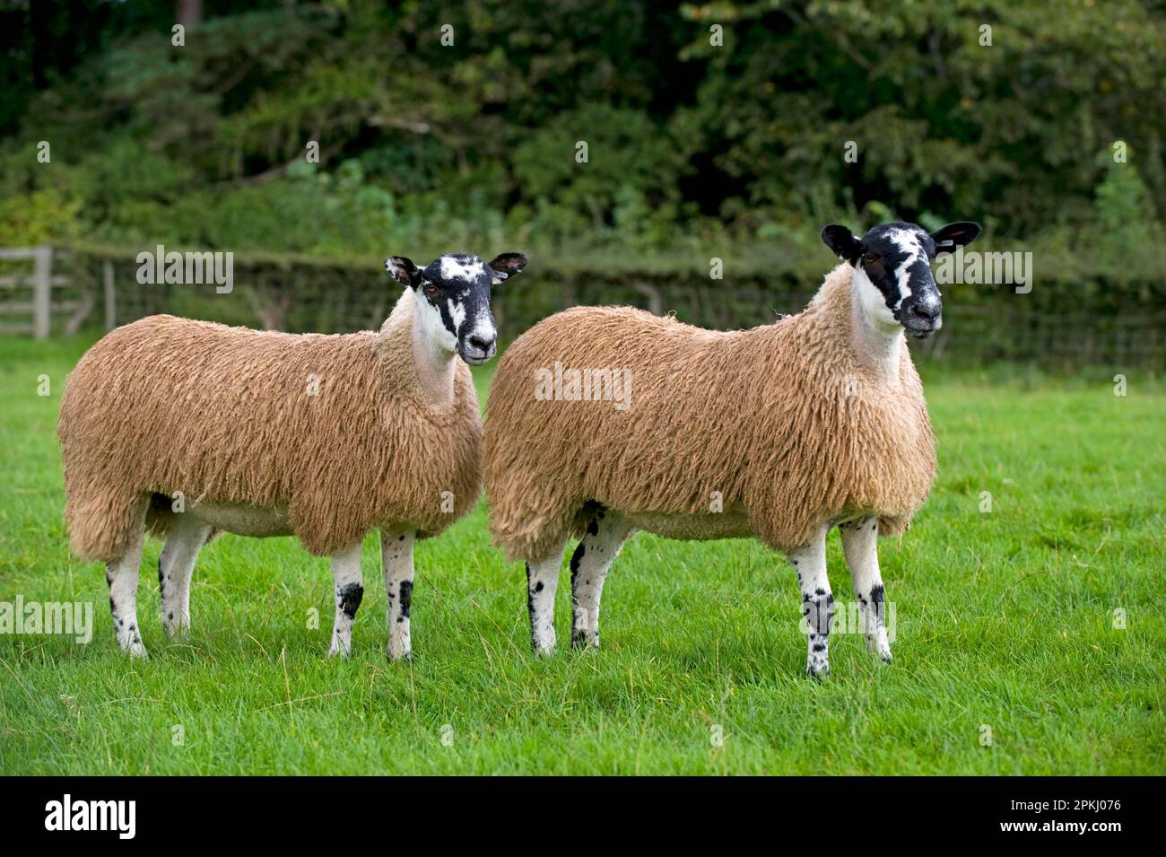 Domestic Sheep, North of England Mule gimmer lambs, two standing in ...