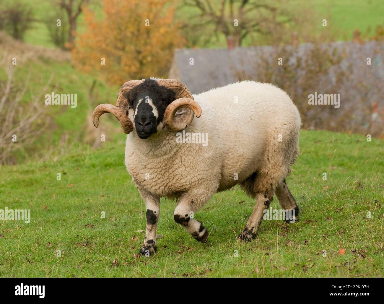 Ram figure hi-res stock photography and images - Alamy