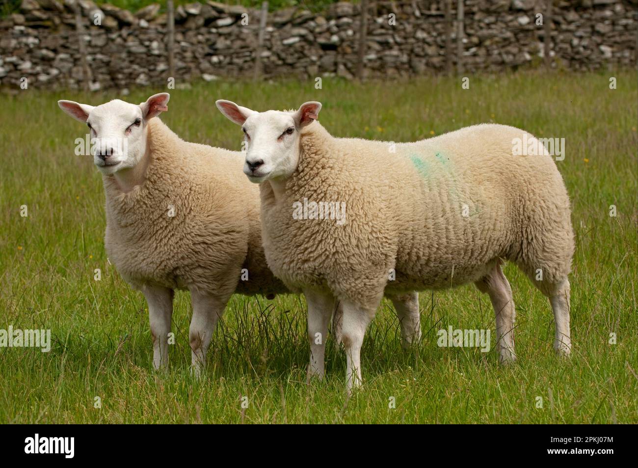 Domestic Sheep, Lleyn x Texel fat lambs, standing in pasture, Lockerbie ...