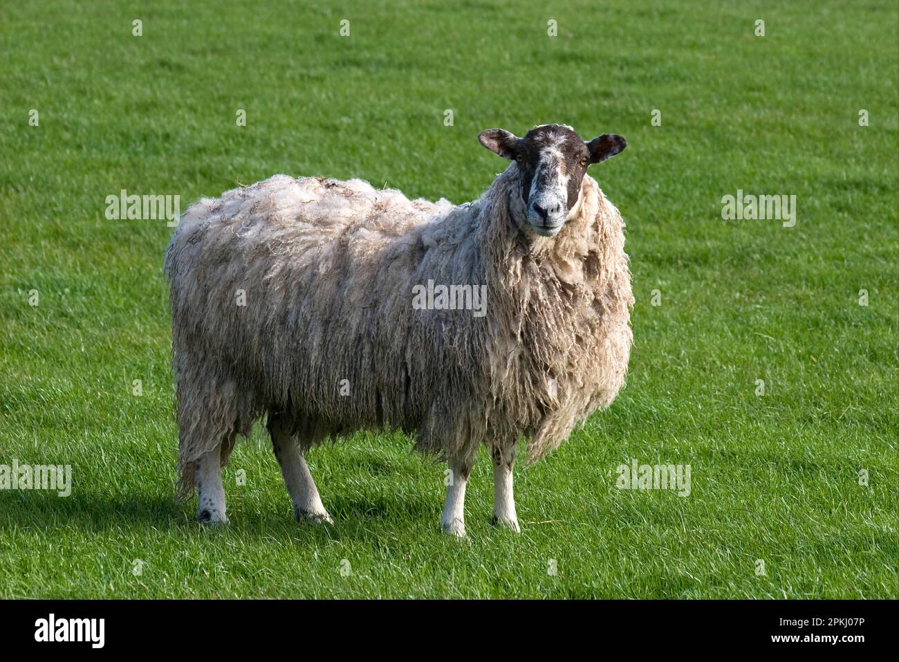 Domestic sheep, Dalesbred ewe, standing at pasture, Dalton, Dumfries ...