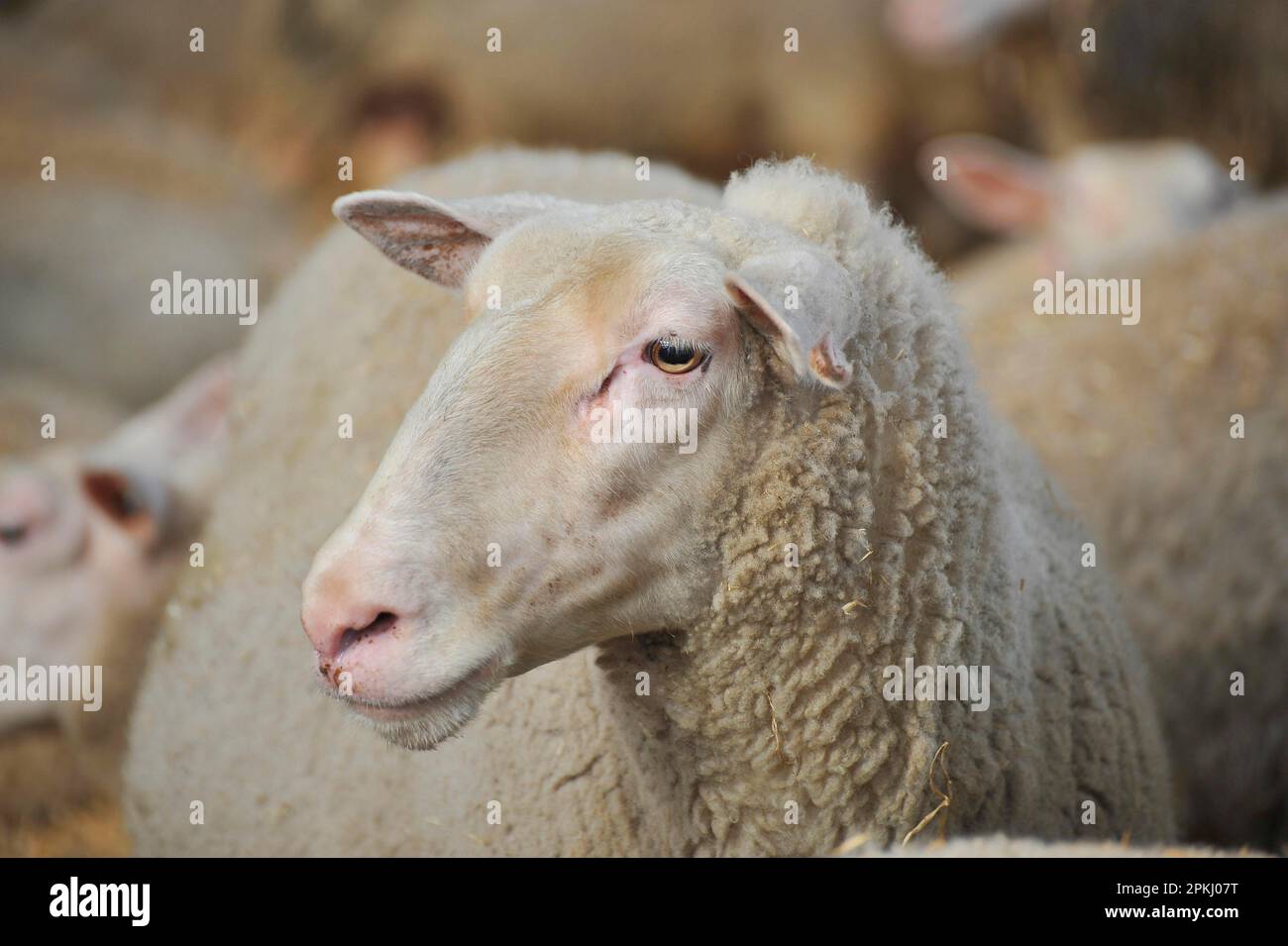 Domestic Sheep, Friesland ewe, close-up of head, dairy flock, Chipping ...