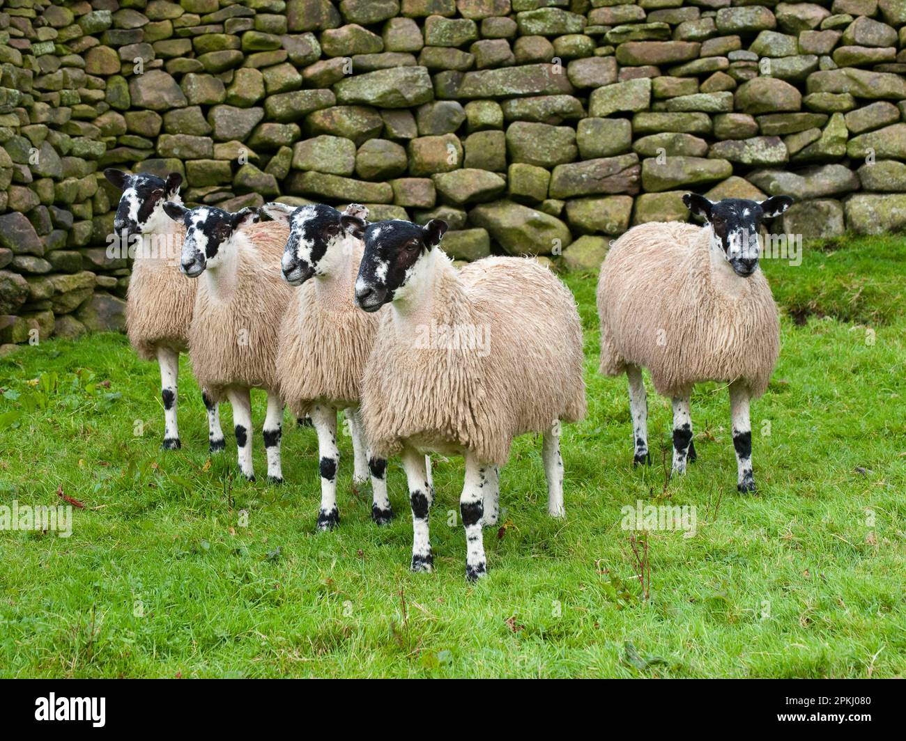 Domestic sheep, mule sheep, flock standing beside a dry stone wall in ...