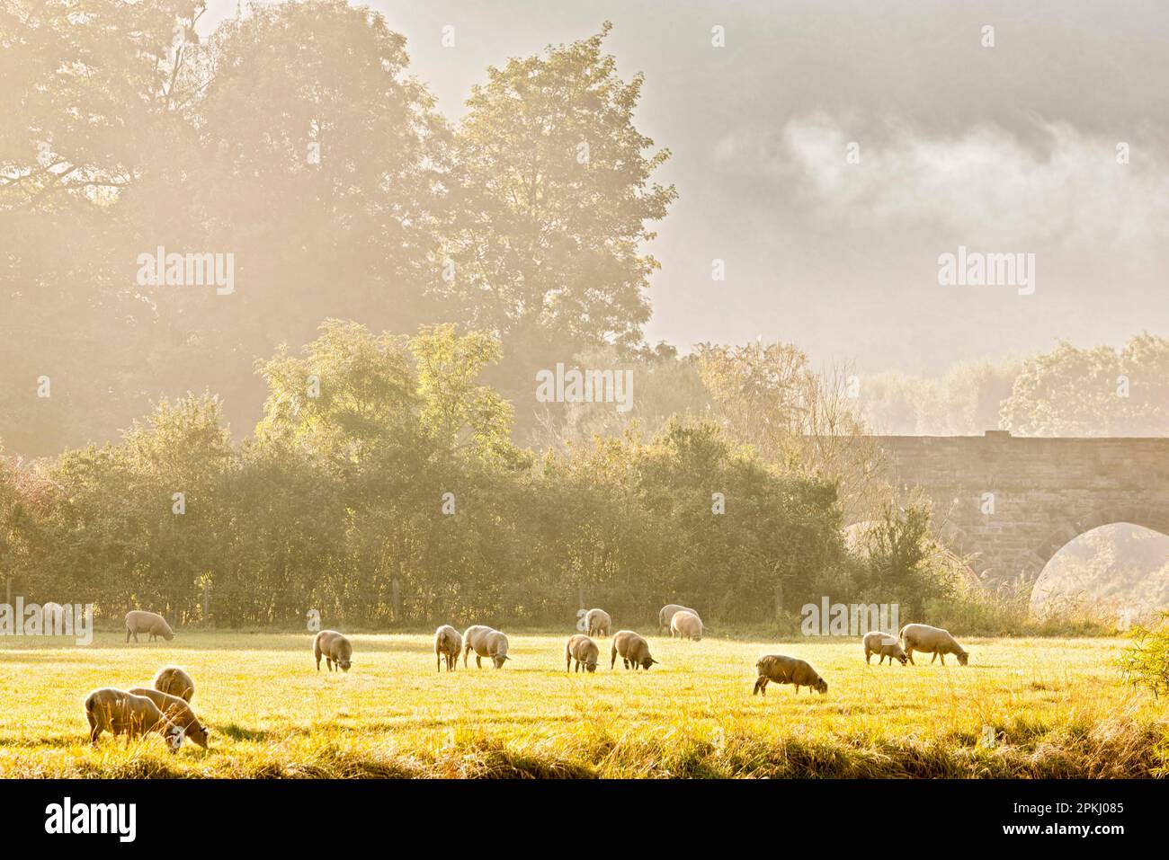 Local sheep, flock, grazing on river bank in morning mist, Tintern ...