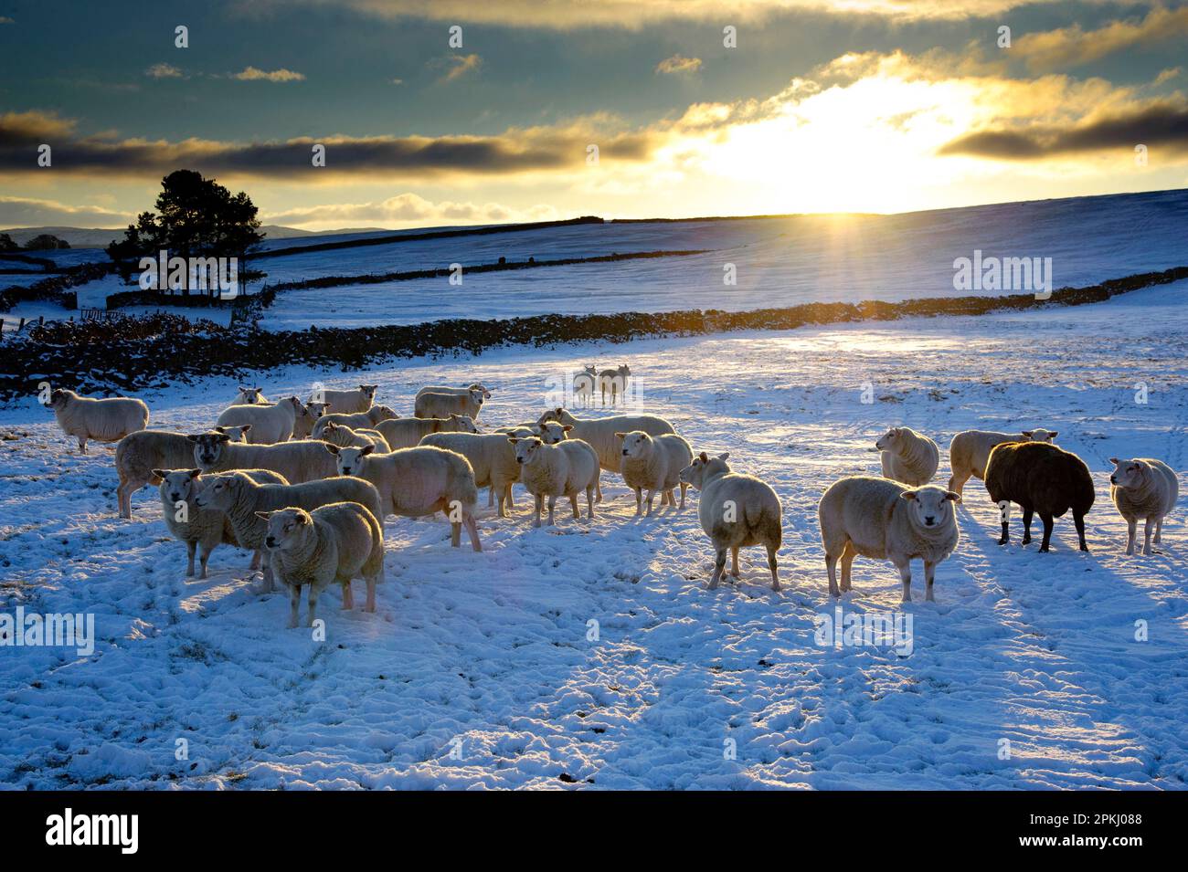 Domestic sheep, flock, standing on snow-covered pasture with dry stone ...