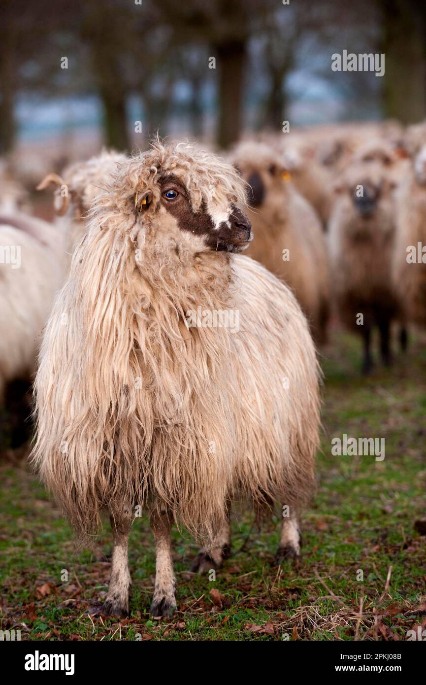 Domestic sheep, Tikena ewe, indigenous breed, standing with flock on ...