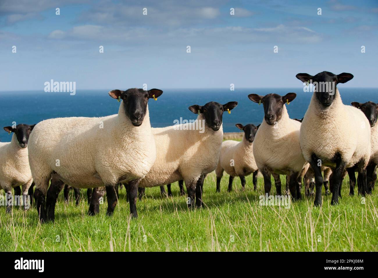 Suffolk cross breed hi-res stock photography and images - Alamy