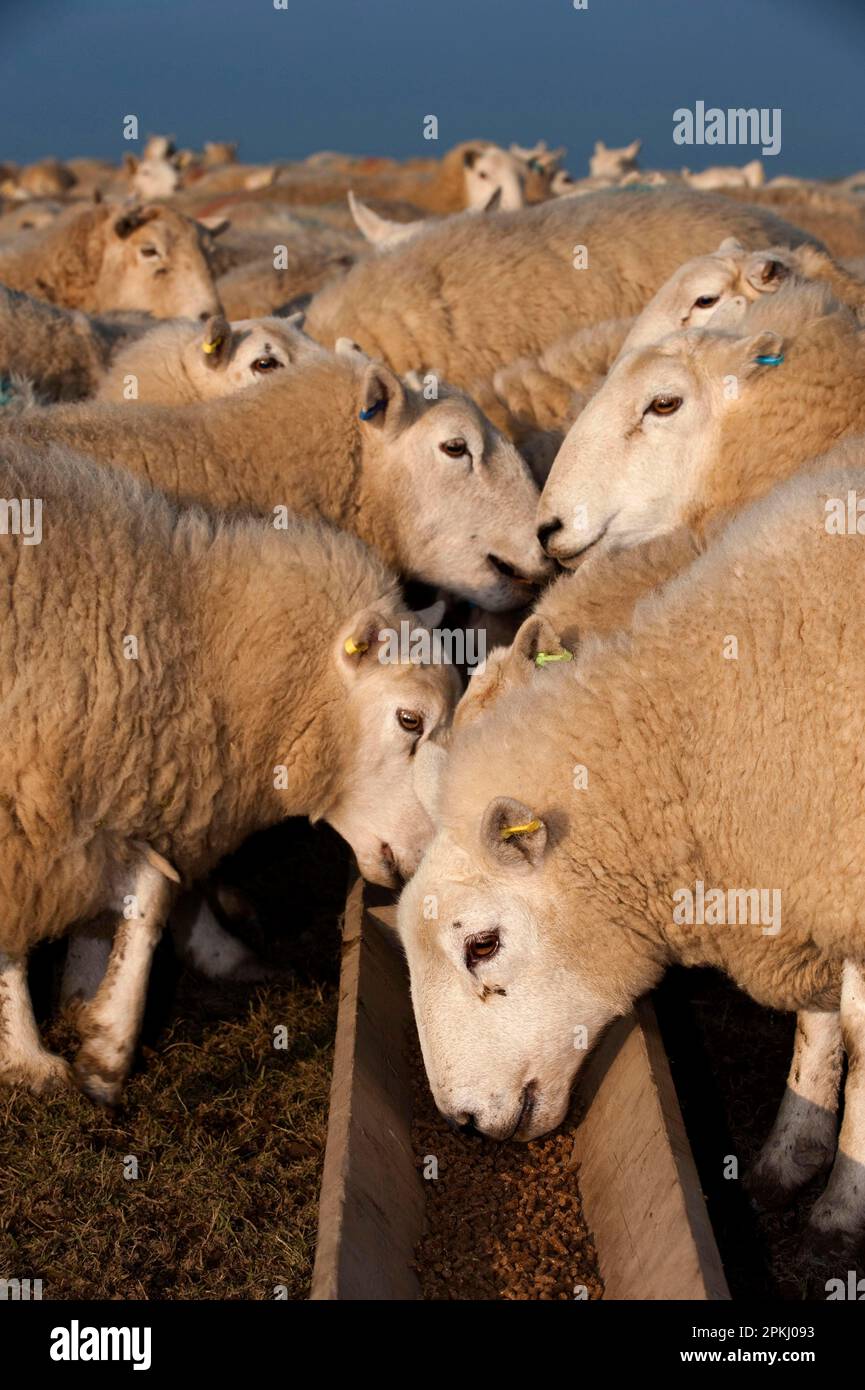 Domestic Sheep, Welsh ewes, flock feeding on supplement feed from ...