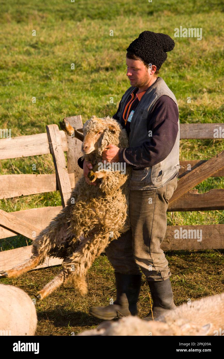 Domestic sheep, shepherd with sheep from communal flock, in traditional ...