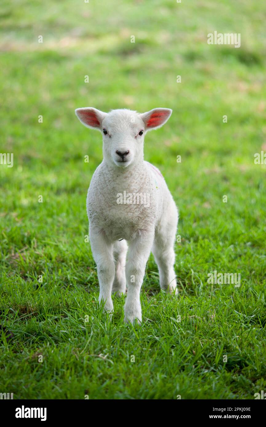British texel lamb hi-res stock photography and images - Alamy