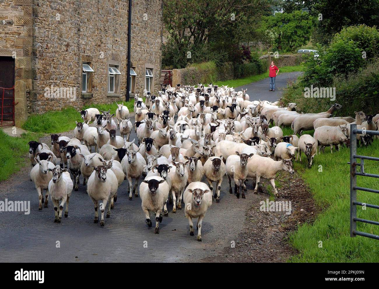 Domestic sheep, ewes and lambs, flock being transported on public roads ...