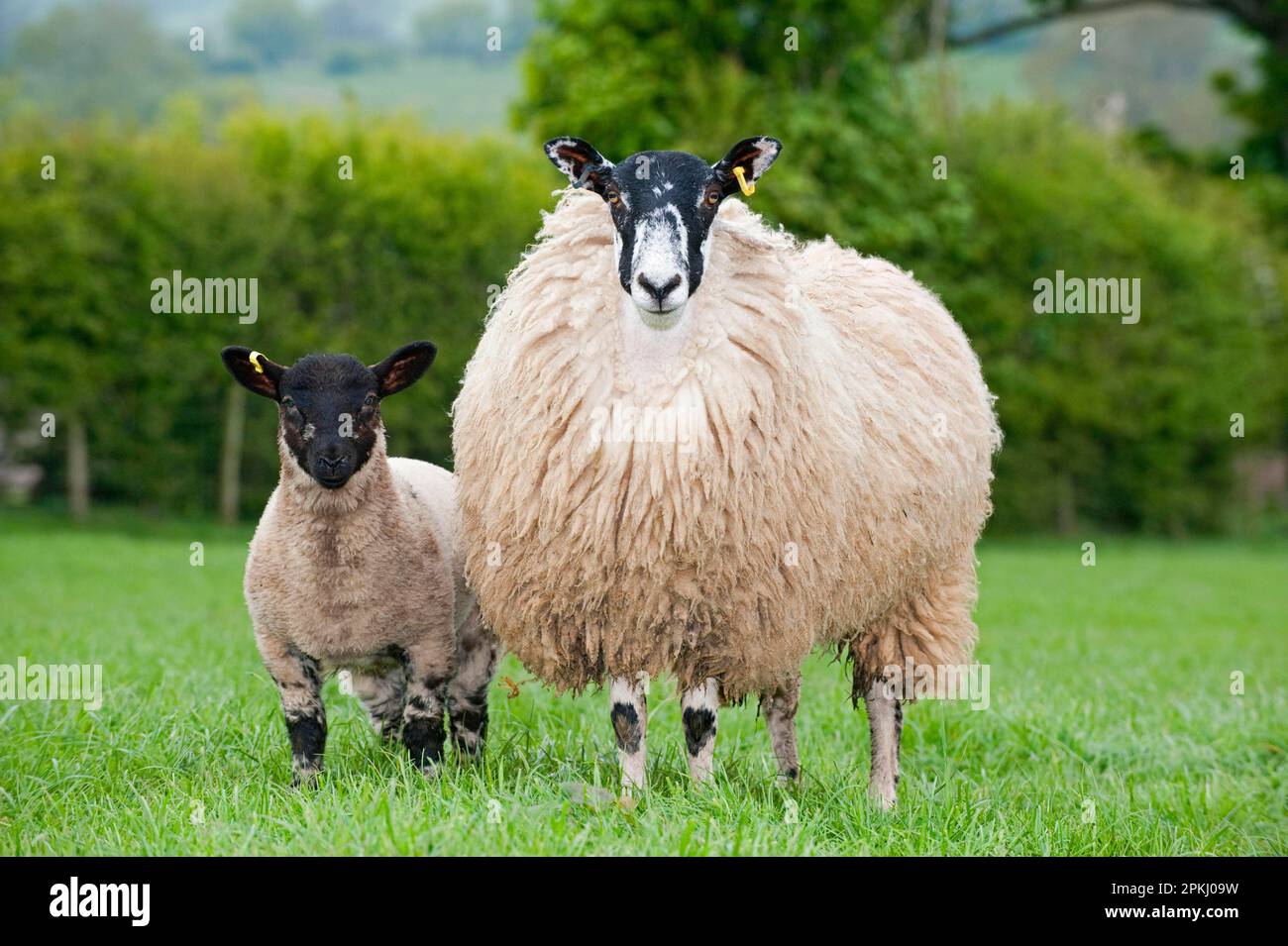 Domestic Sheep, mule hogg with Suffolk sired lamb at foot, standing in ...
