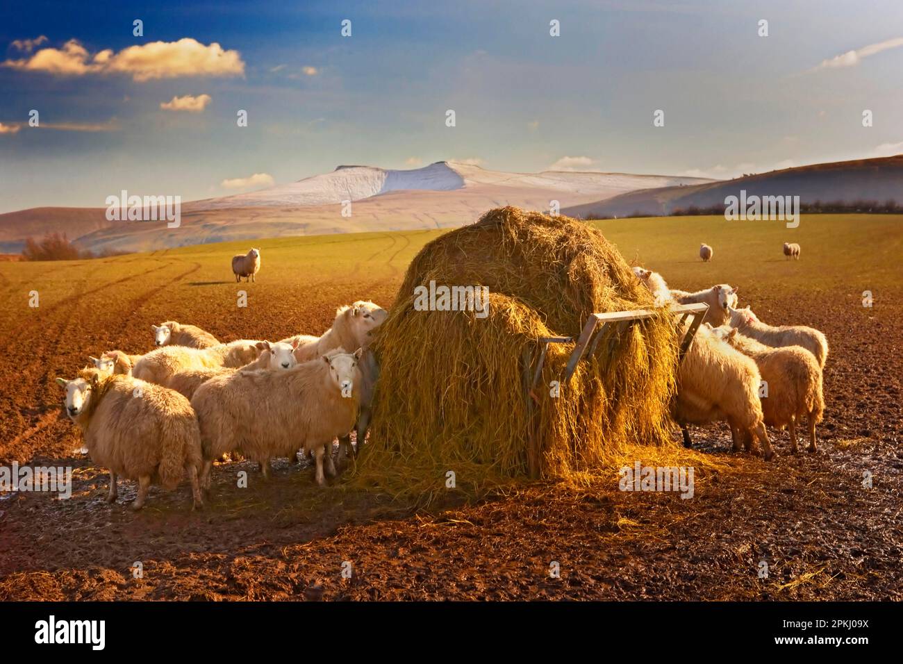 Muddy farmyard hi-res stock photography and images - Alamy