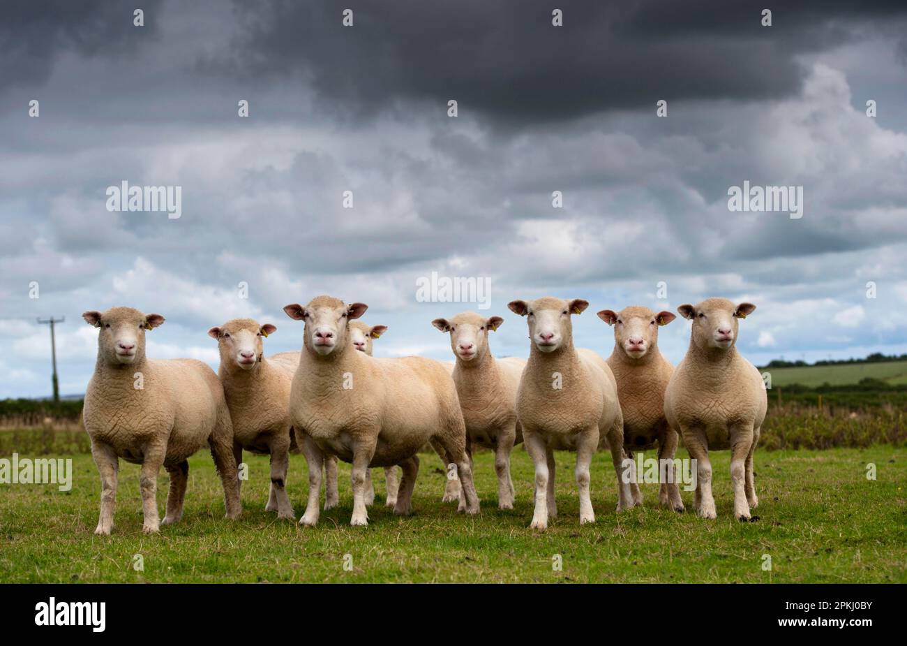 Domestic Sheep, Dorset ewes, flock standing in pasture, Cornwall ...