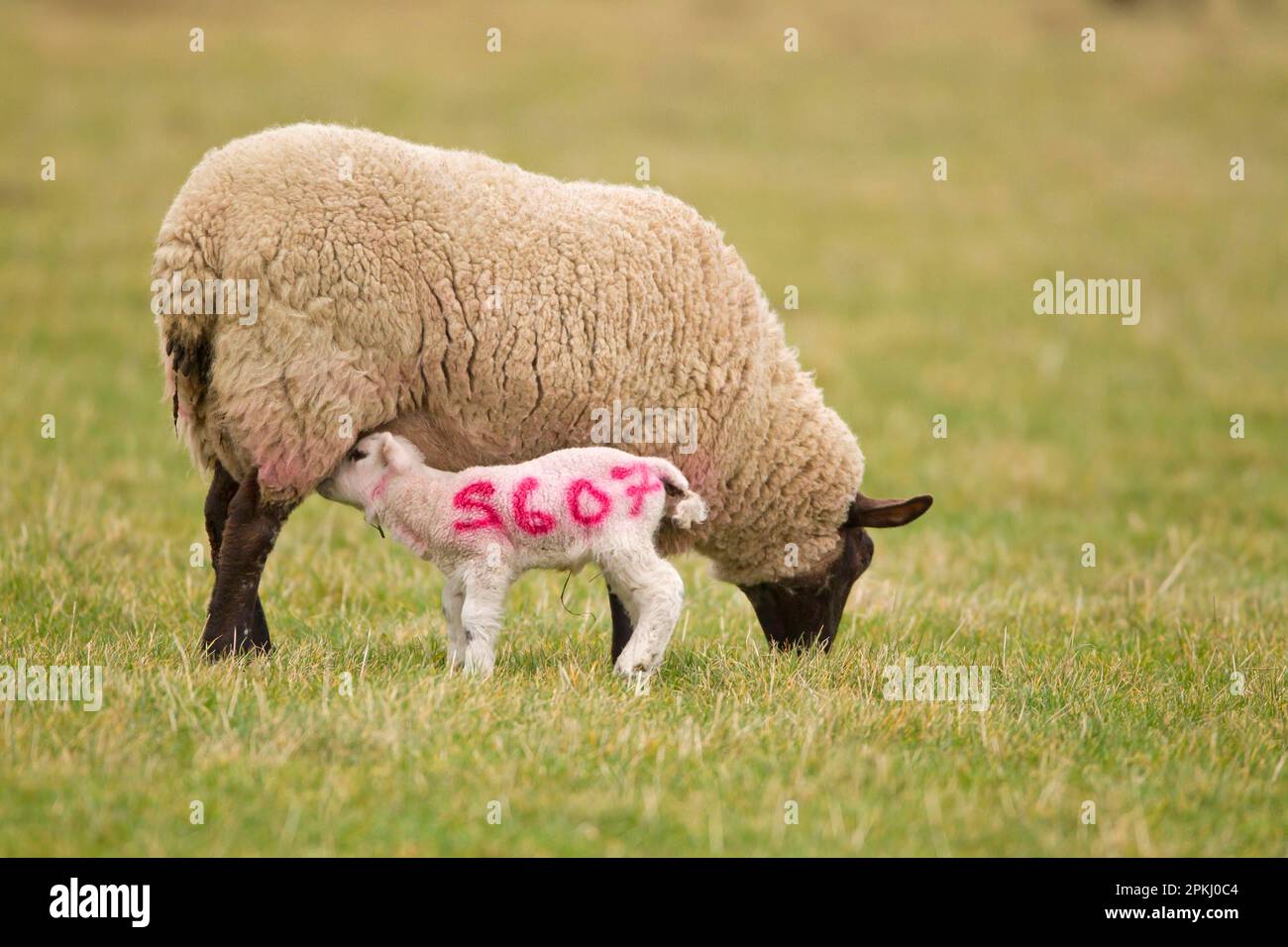Number sheep hi-res stock photography and images - Alamy