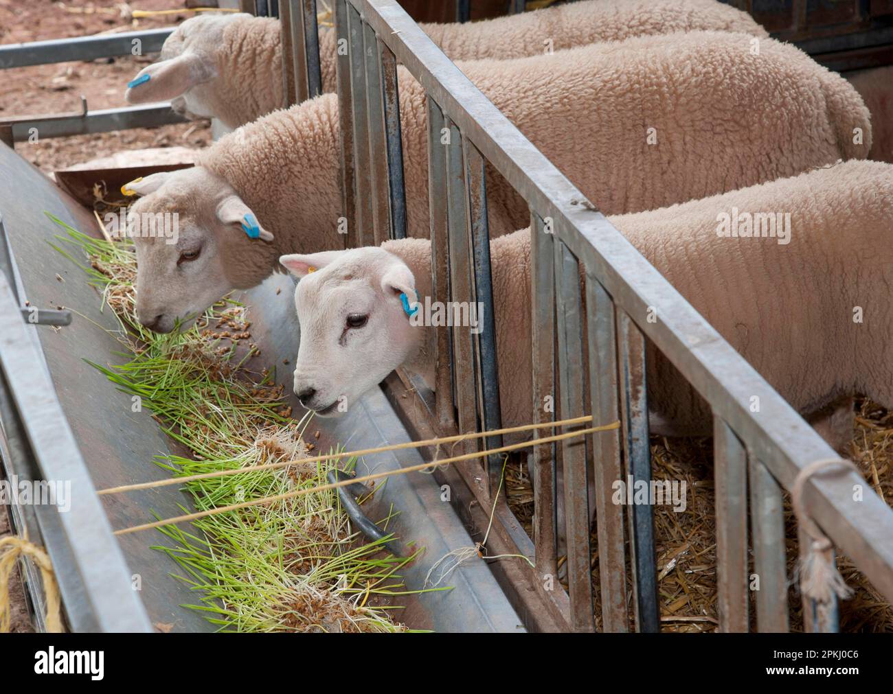 Domestic sheep, lambs feeding on barley (Hordeum vulgare) Hydroponic ...
