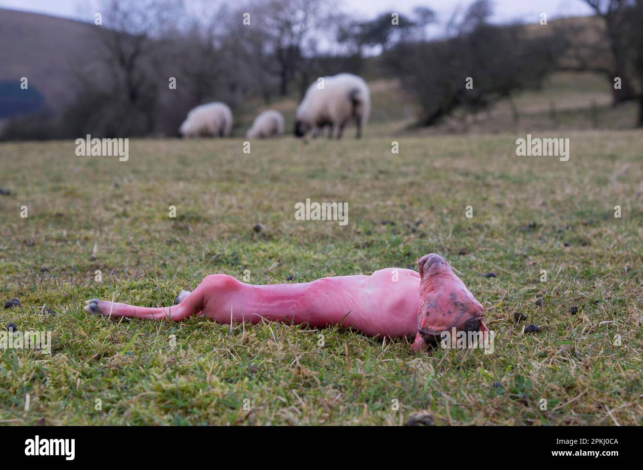 Domestic sheep, aborted lamb foetus, on pasture, Lancashire, England ...