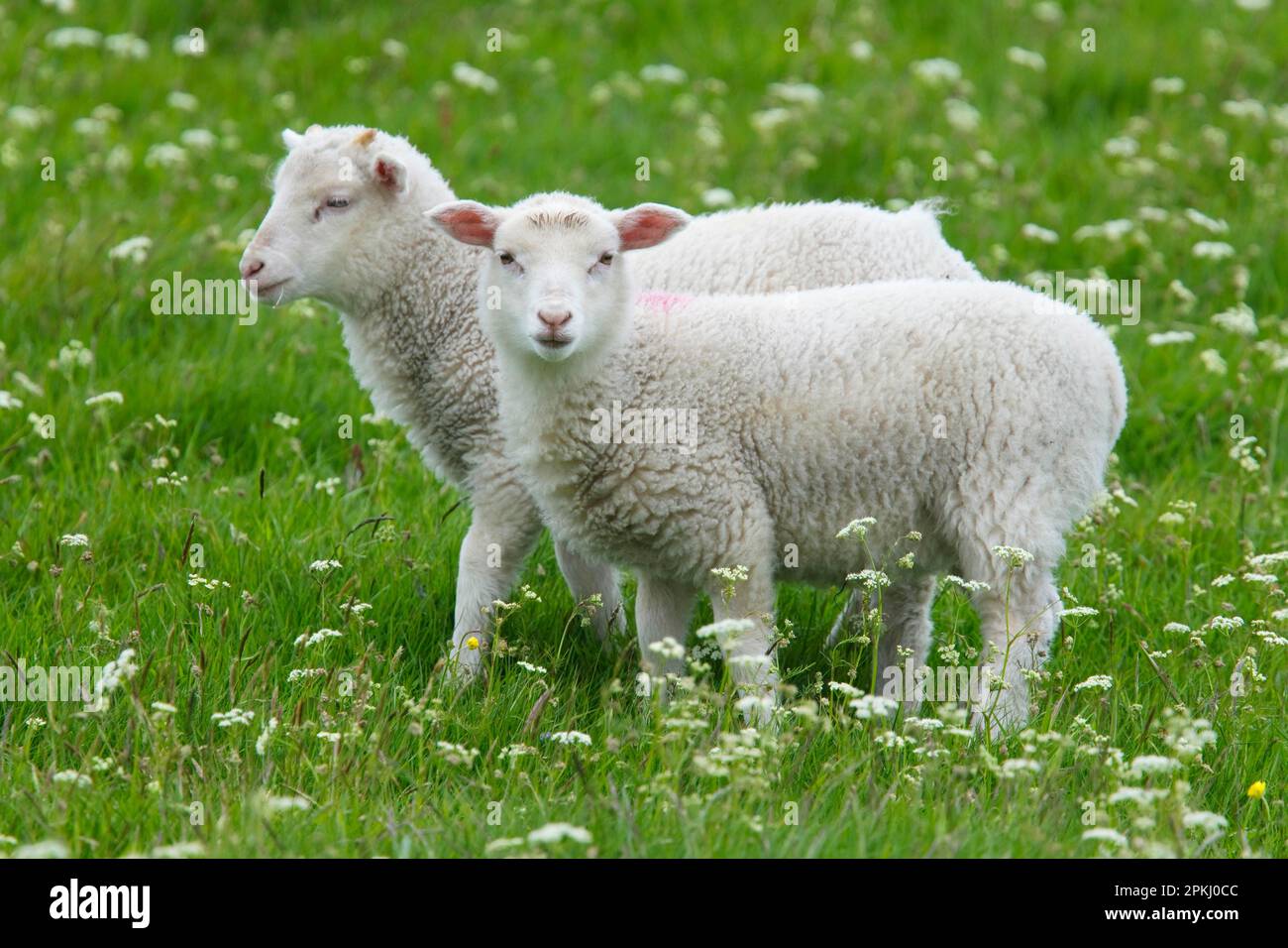 Domestic Sheep, two lambs, standing in pasture, Shetland Islands, Scotland, United Kingdom Stock ...