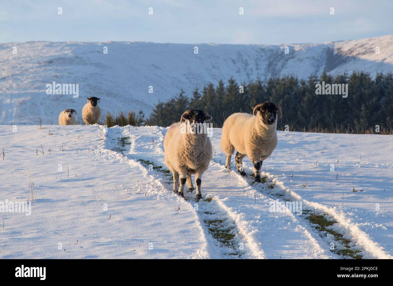 Sheep tracks hi-res stock photography and images - Alamy