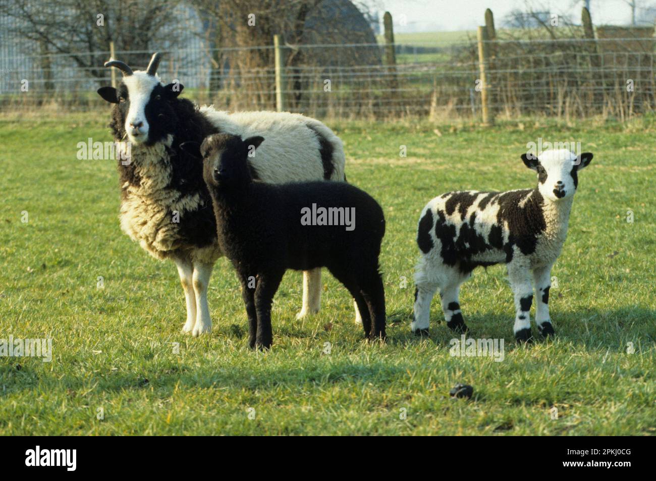 Close up jacob sheep hi-res stock photography and images - Alamy