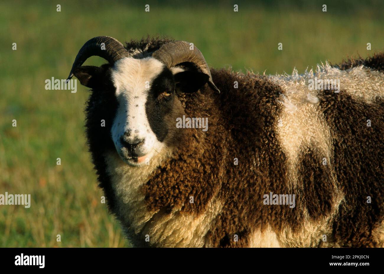 Jacob Sheep Close Up Stock Photo - Alamy