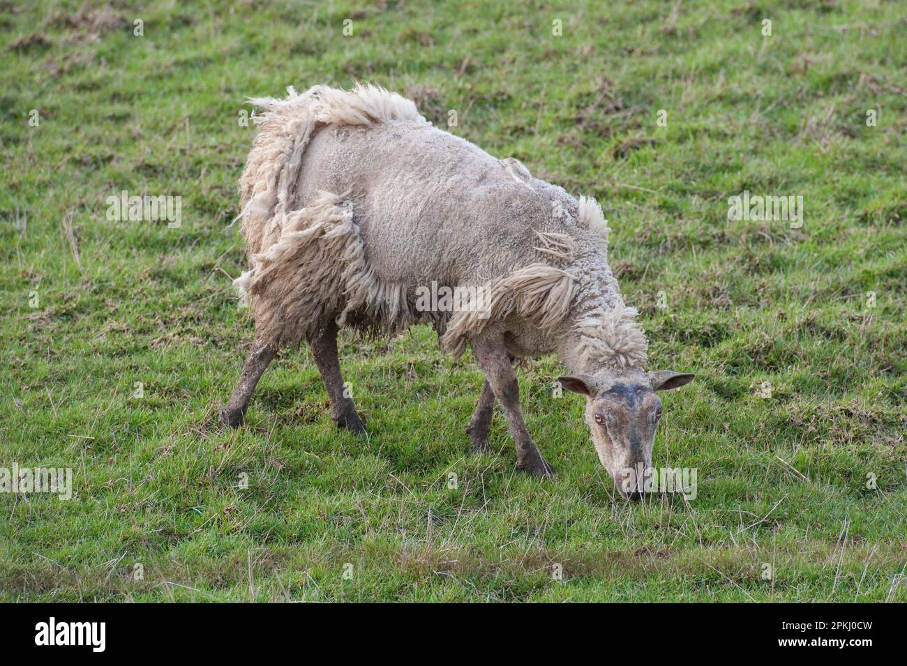 Domestic sheep, mule sheep, affected by sheep scab (Psoroptic Mange ...