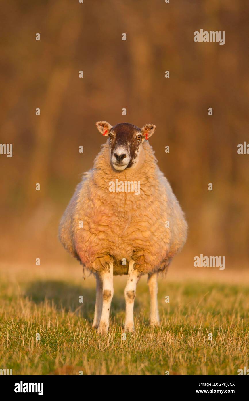 Domestic Sheep, mule ewe, standing in pasture, Suffolk, England, United ...