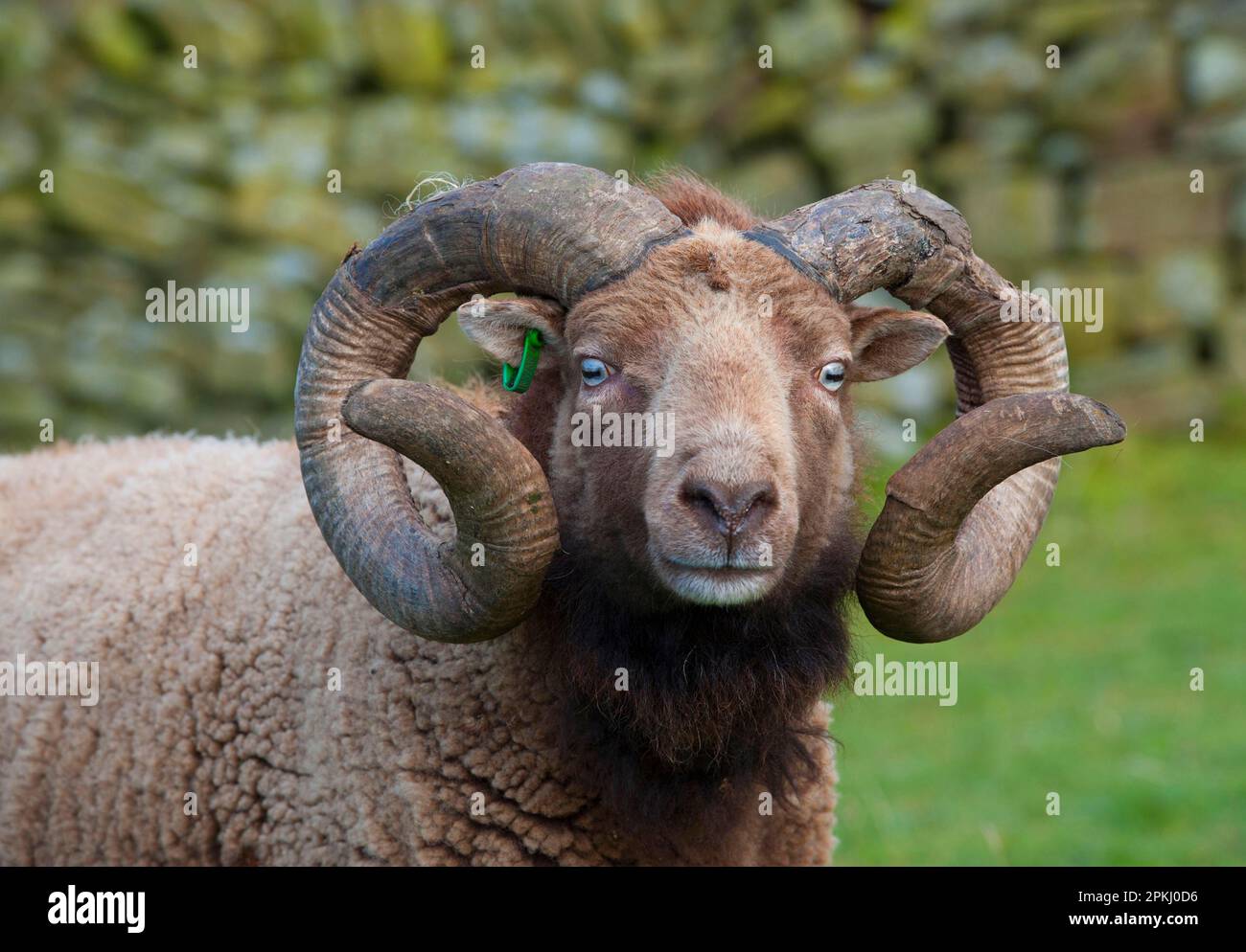 Domestic sheep, Castlemilk Moorite ram, close-up of head, Tosside, North Yorkshire, England ...