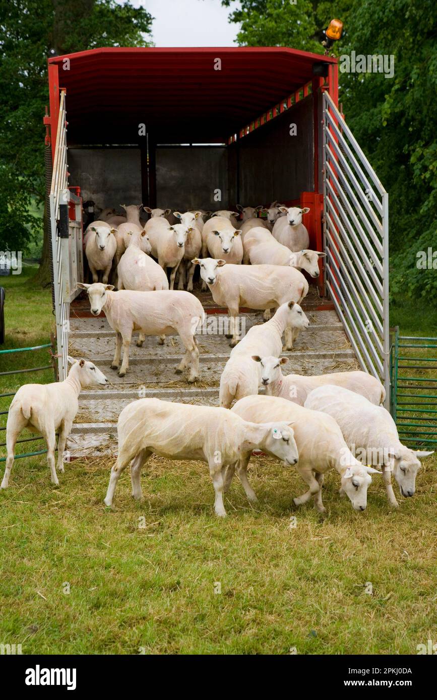 Car after sheep hi-res stock photography and images - Alamy