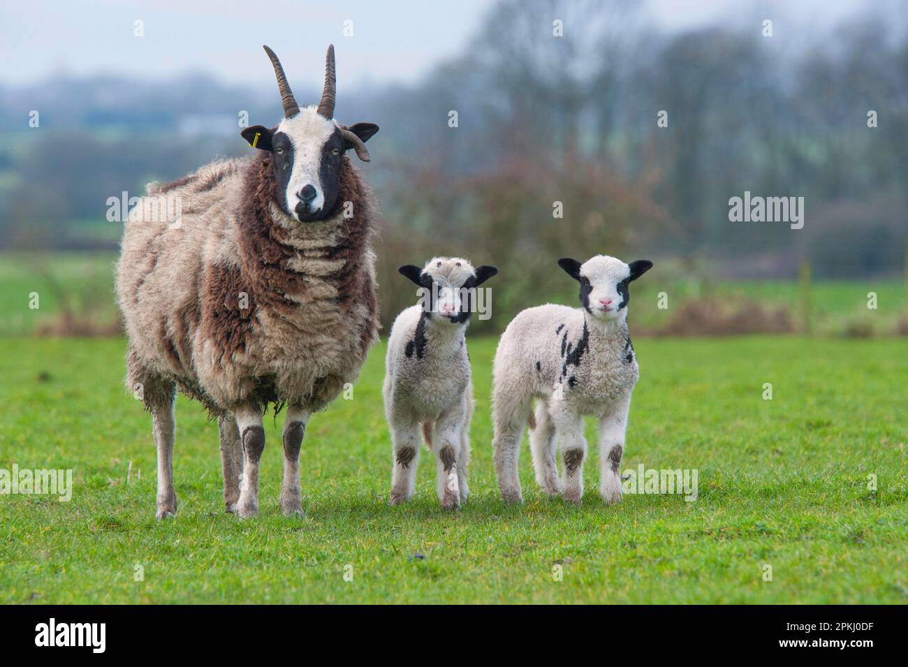 Domestic sheep, Jacob ewe, ewe with lambs, standing on pasture ...
