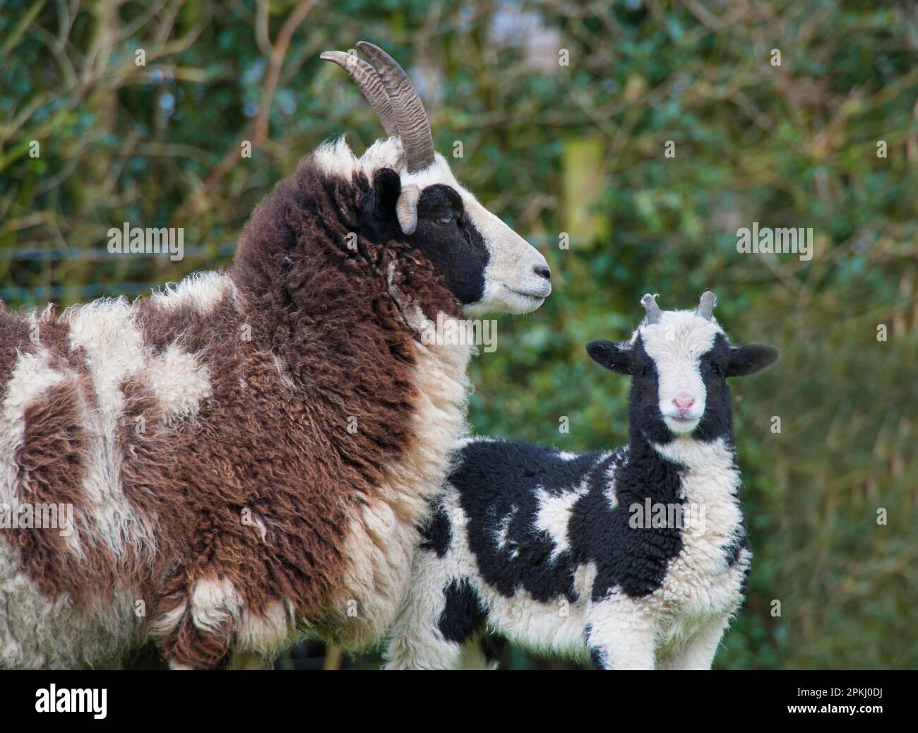 Domestic sheep, Jacob sheep, ewe with lamb, Longridge, Lancashire ...