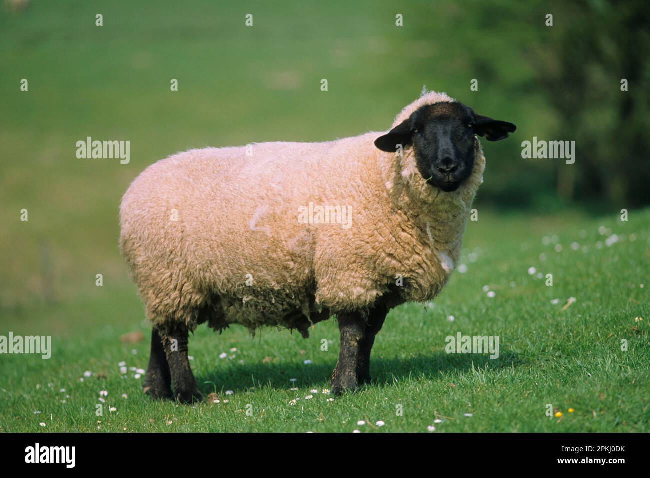 Suffolk Sheep, close-up of sheep standing on grass Stock Photo - Alamy