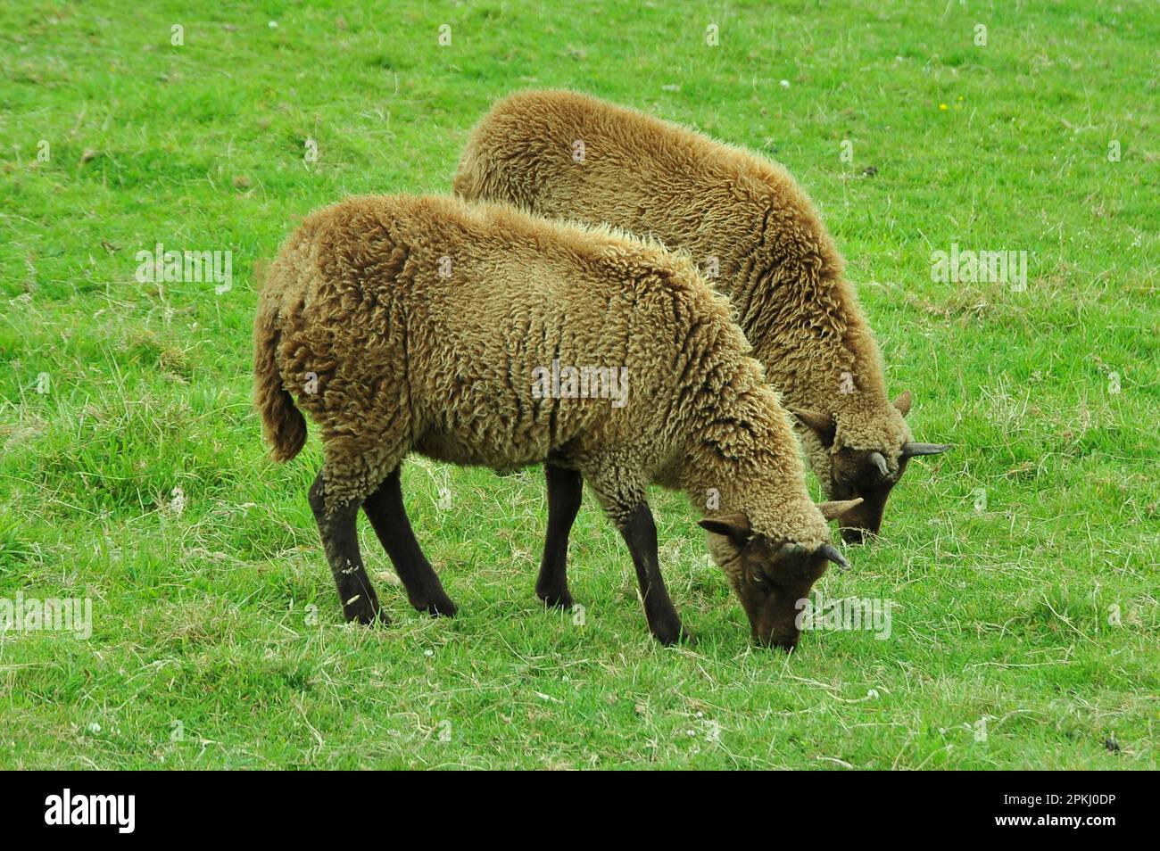 Manx loaghtan hi-res stock photography and images - Alamy