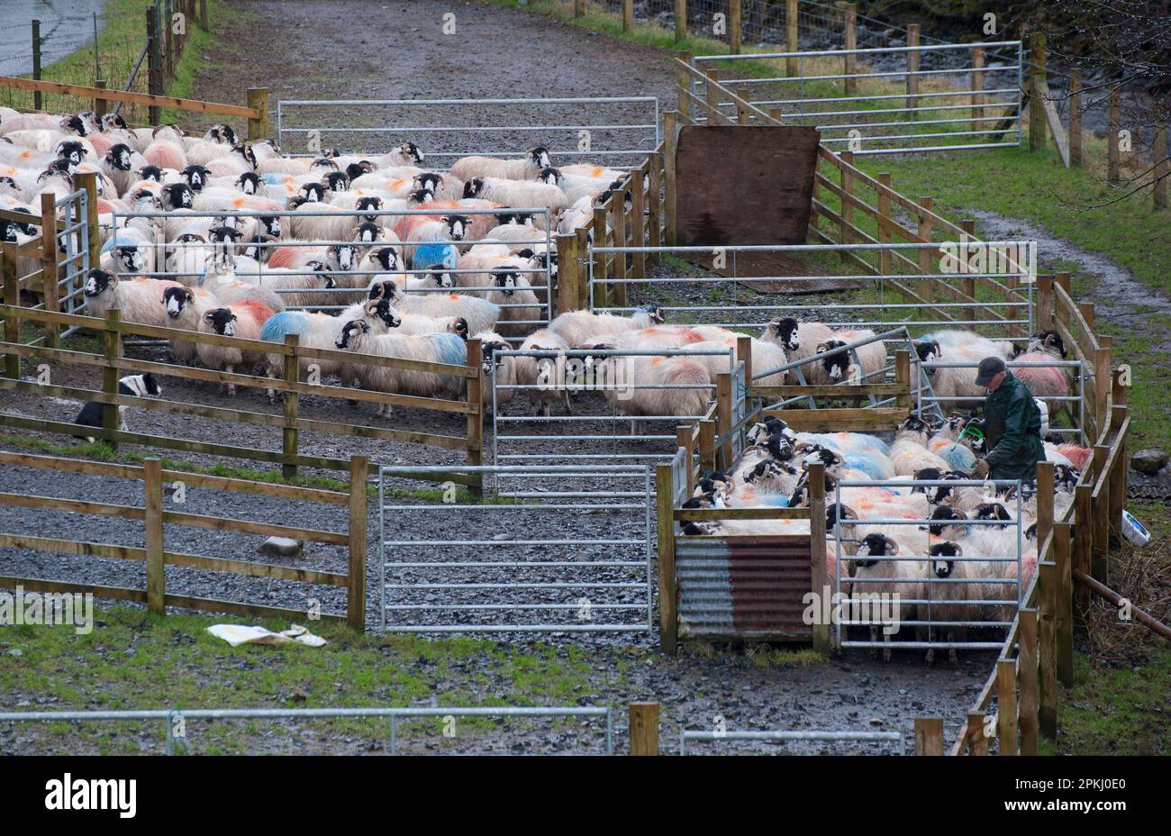 Domestic sheep, rough hide ewes, flock gathered in pens and drenched by ...